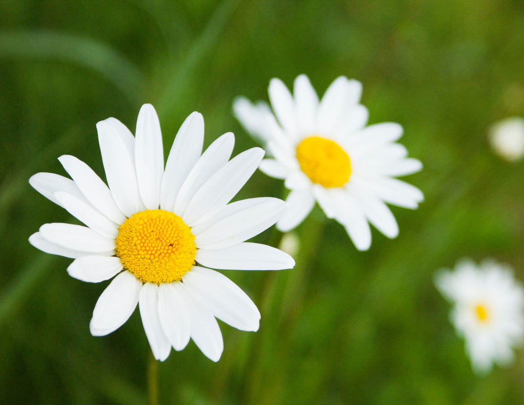 Flowers for Friendship / Friendship Flowers | Magic Flower Company
