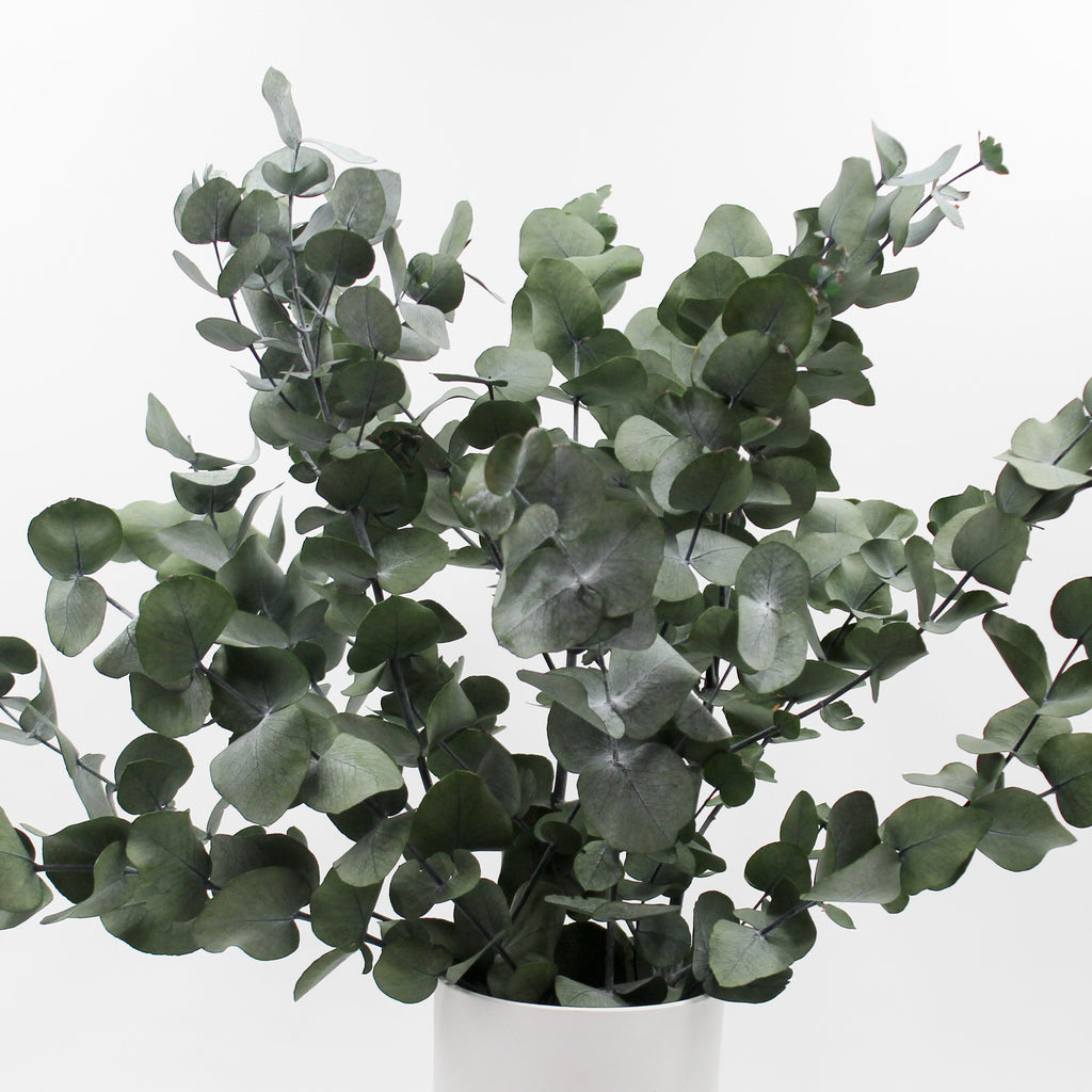 Cinerea Eucalyptus Sprigs – Magic Flower Company