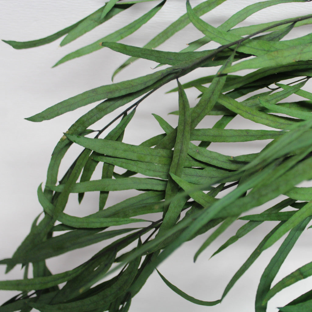 Willow Eucalyptus - Green – Magic Flower Company