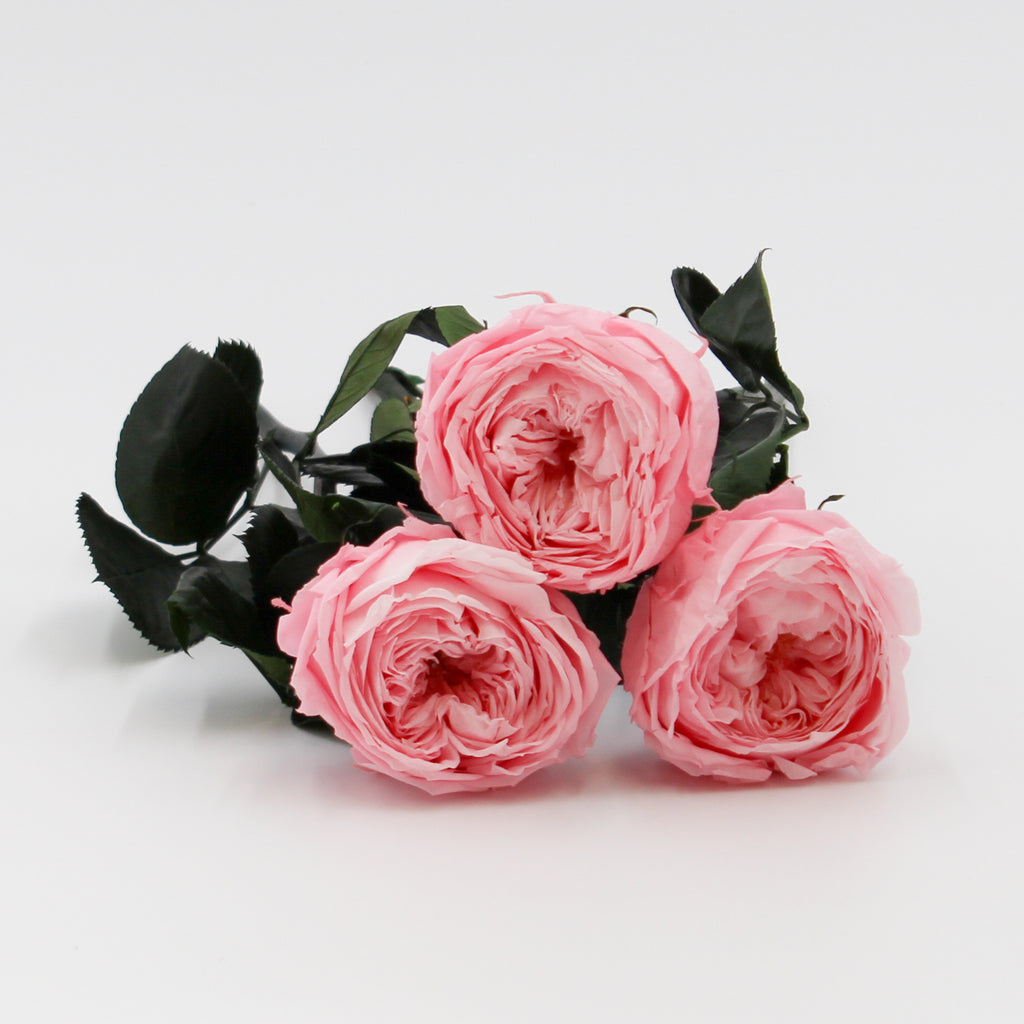 Pink Garden Rose – Magic Flower Company