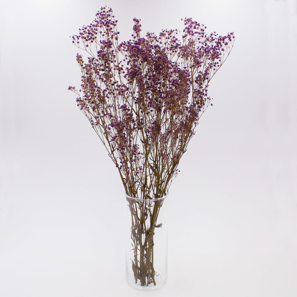 Purple Gypsophila – Magic Flower Company