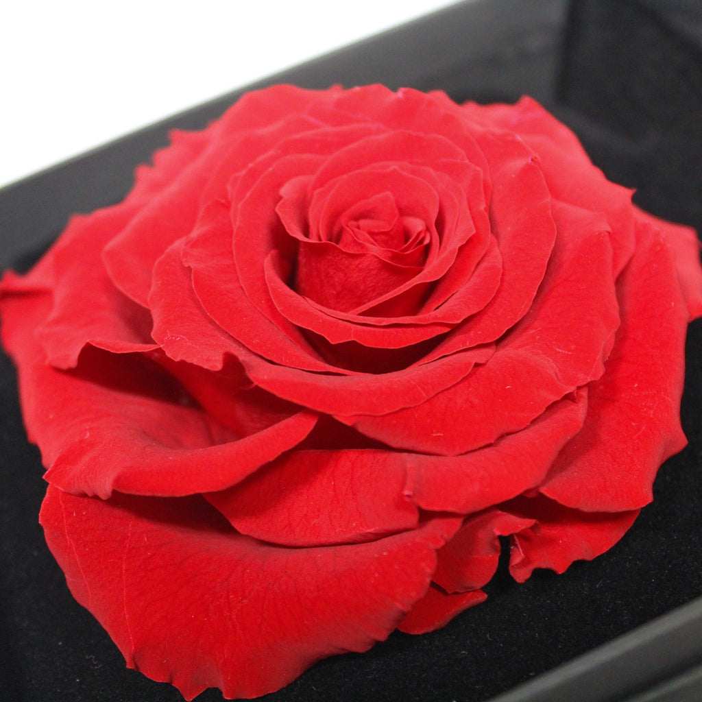 Large Rose Head in Gift Box – Magic Flower Company